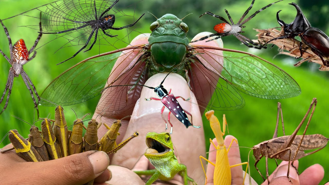 the beauty of insects around us - YouTube