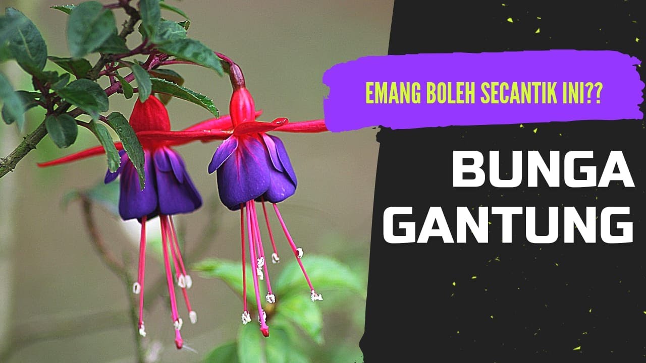 BUNGA LAMPION | BUNGA FUCHSIA | BUNGA ANTING INDIA - YouTube