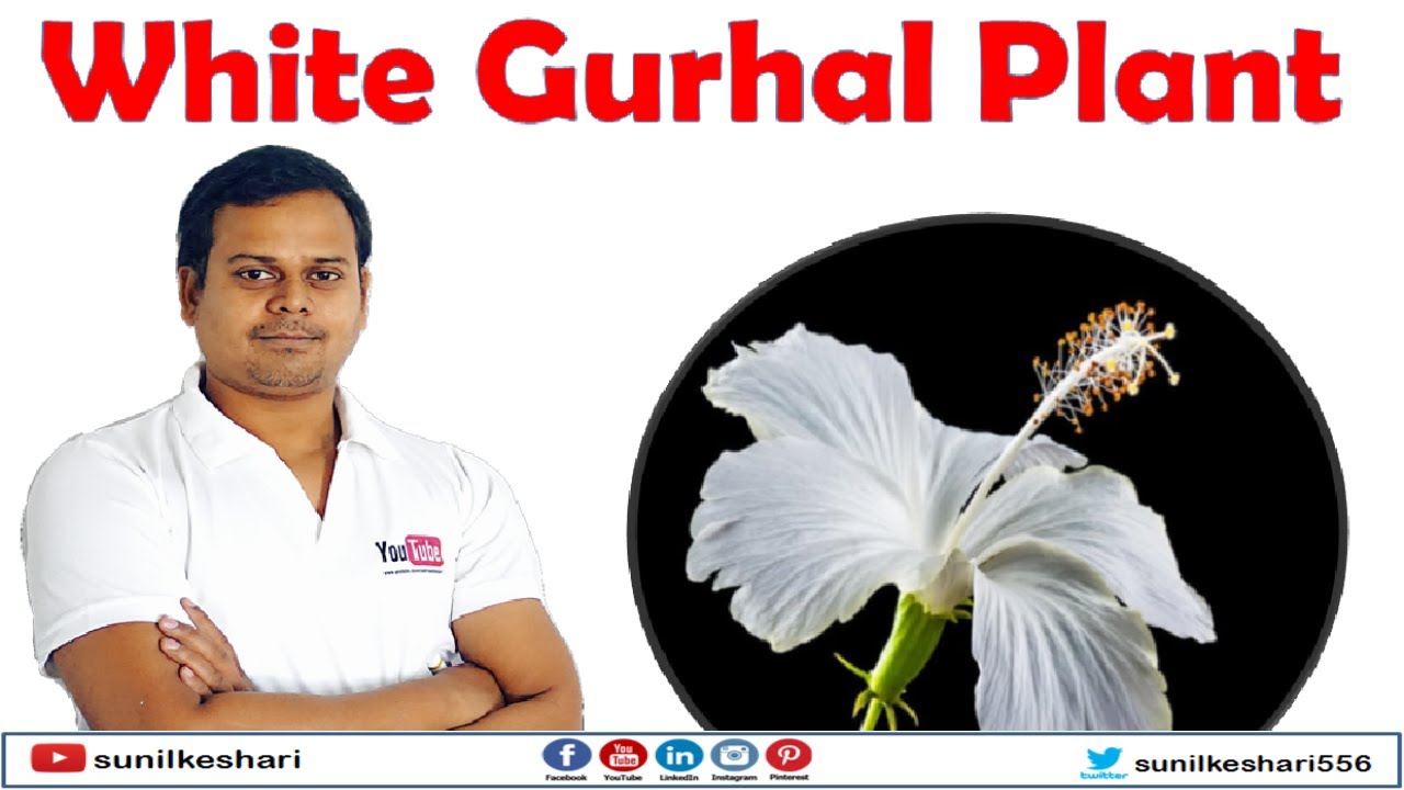 white gurhal plant or hibiscus - YouTube