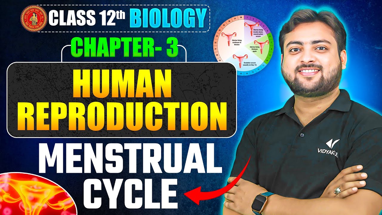 Menstrual Cycle | Class 12 Biology Chapter 3 | Human Reproduction ...