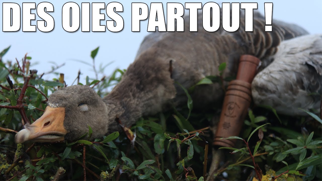 Chasse : Des Oies Partout ! - Marius Chasse - YouTube