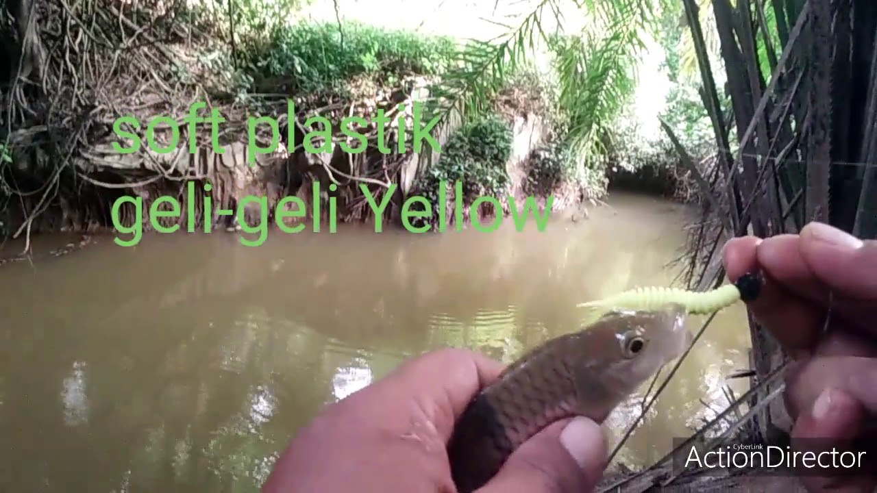 #Pakleeangles #ultralightangles Casting sebarau guna soft plastik geli ...