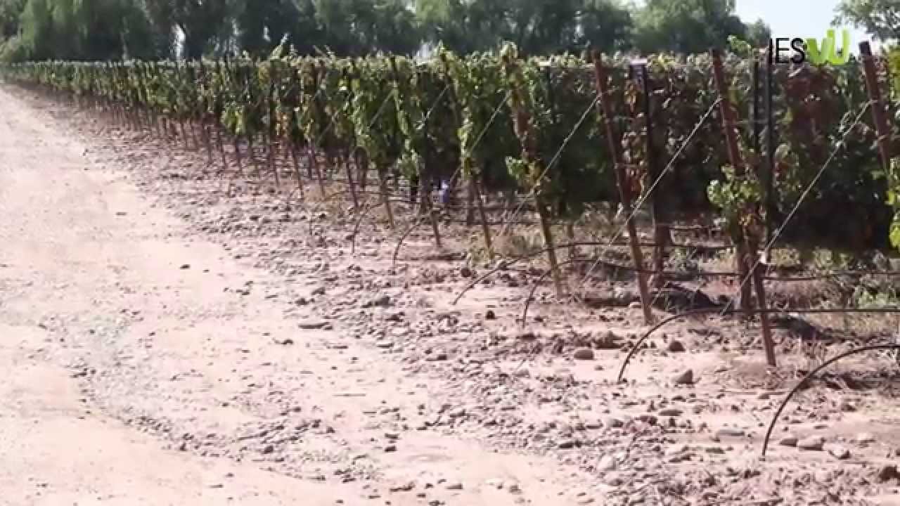 OPERACIONES EN VERDE, COSECHA E INDICE DE COSECHA - YouTube