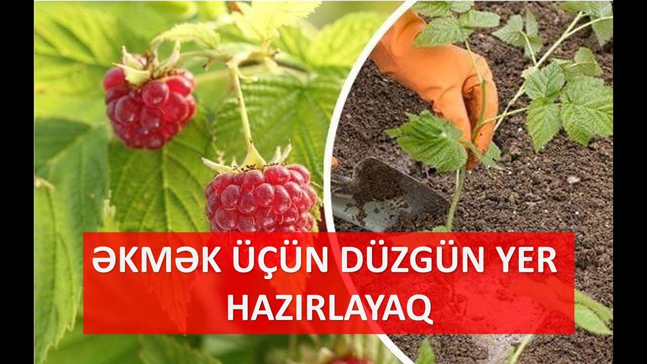 QIRMIZI MORUQ(MALİNA) ÜÇÜN DÜZGÜN ƏKİN YERİ HAZIRLAYAQ. - YouTube