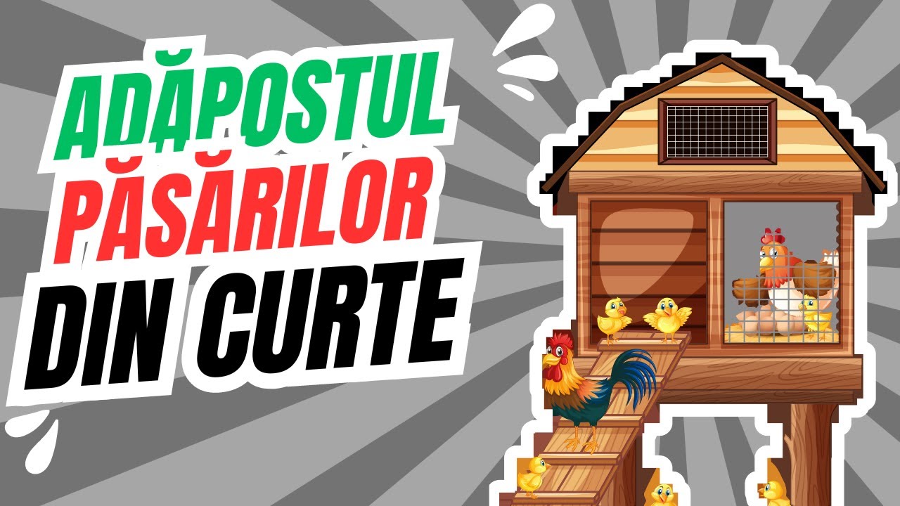 Construirea unui adapost economic si eficient pentru pasarile de curte ...