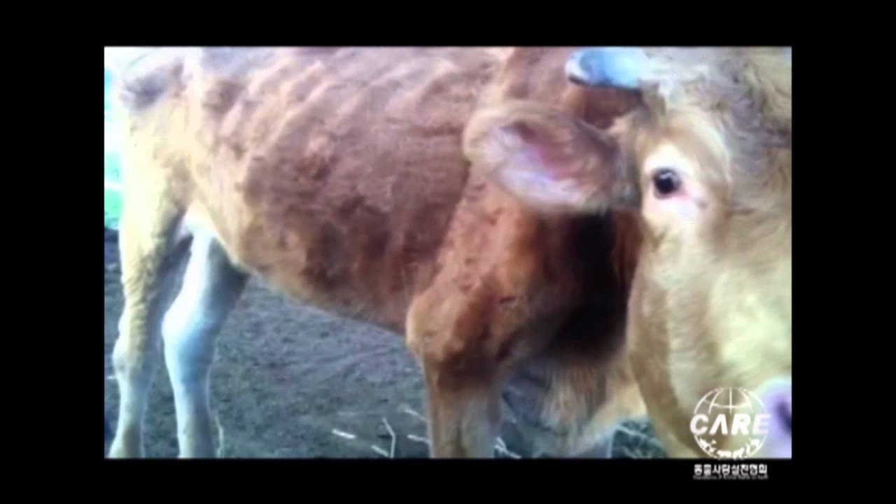 Cows Starved to Death - YouTube