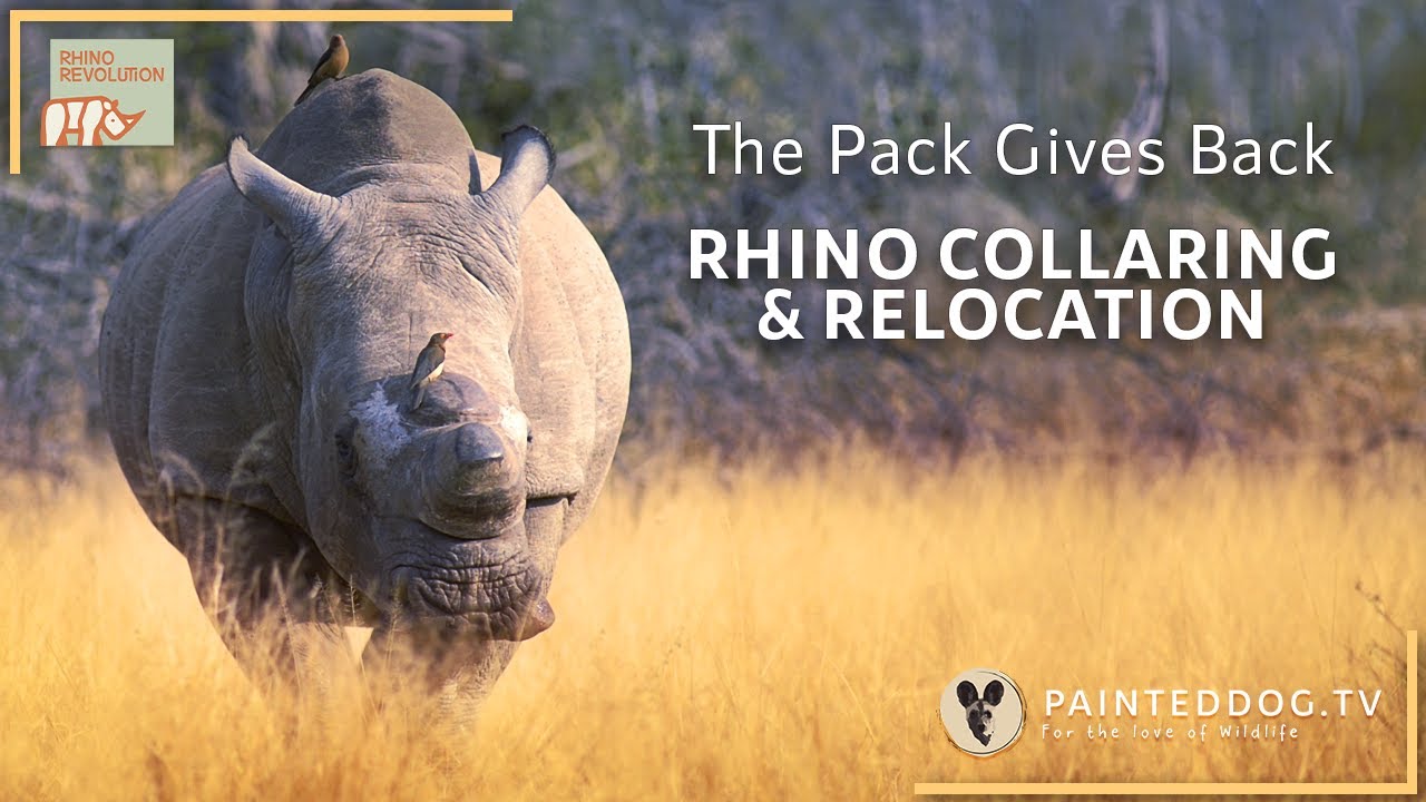 Recording Of The Pack Gives Back | RHINO COLLARING AND RELOCATION - YouTube