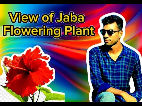 জবা ফুল গাছের অপরূপ সৌন্দর্য 🥰,,,The amazing beauty of jaba flower tree ...