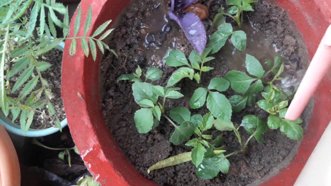 How to grow daheliya from cutting - YouTube