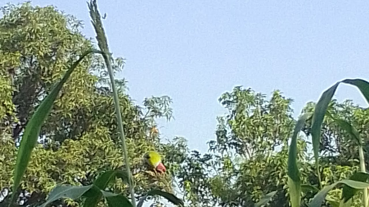 RYadav7820 is live! Meri live me Apka swagat hai - YouTube