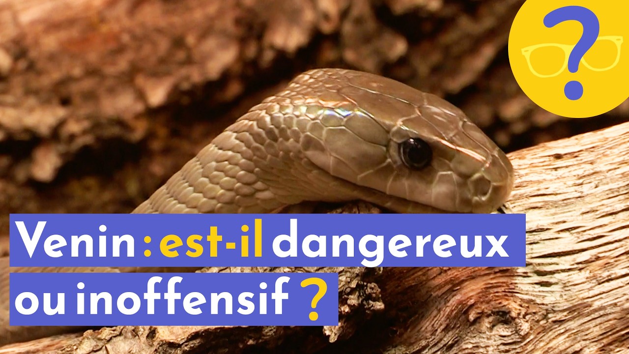 La vérité sur le venin de serpent : sommes-nous vraiment en danger ...