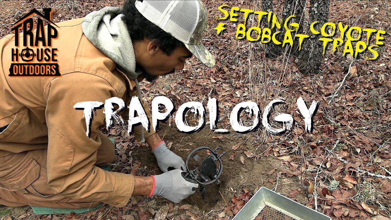 TRAPOLOGY: Setting Coyote + Bobcat Traps!!! 1st Catch of 2025!!! (MB ...