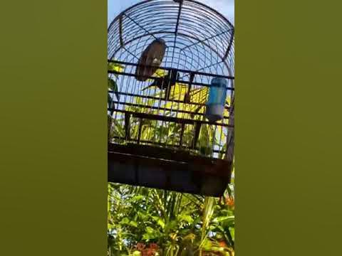 Picolet Suriname " Charbel " - YouTube