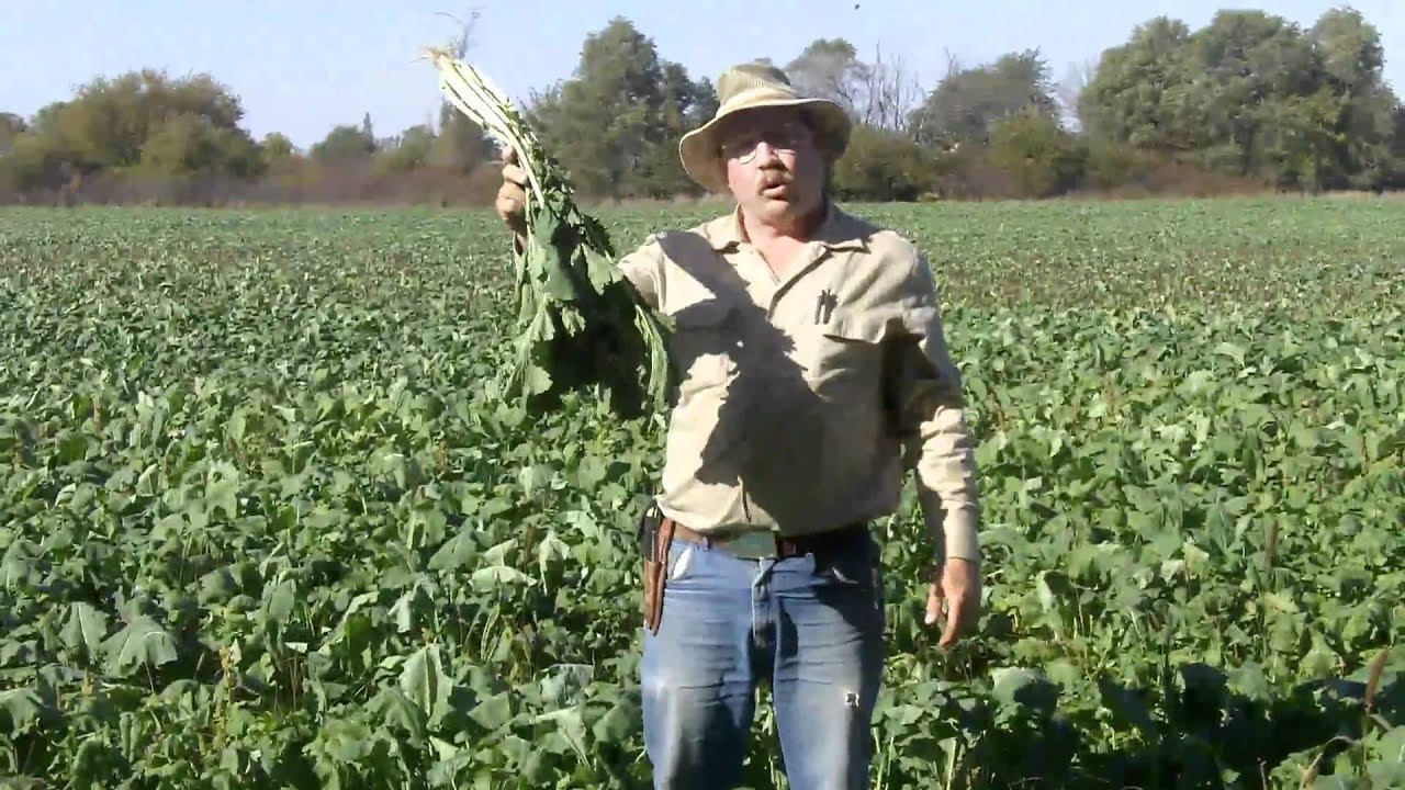 Hybrid Brassica - T-Raptor - YouTube
