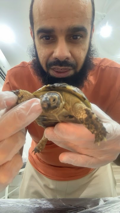 سلحفاة 🐢 ضعيفه برية نعطيها ابر Youtube