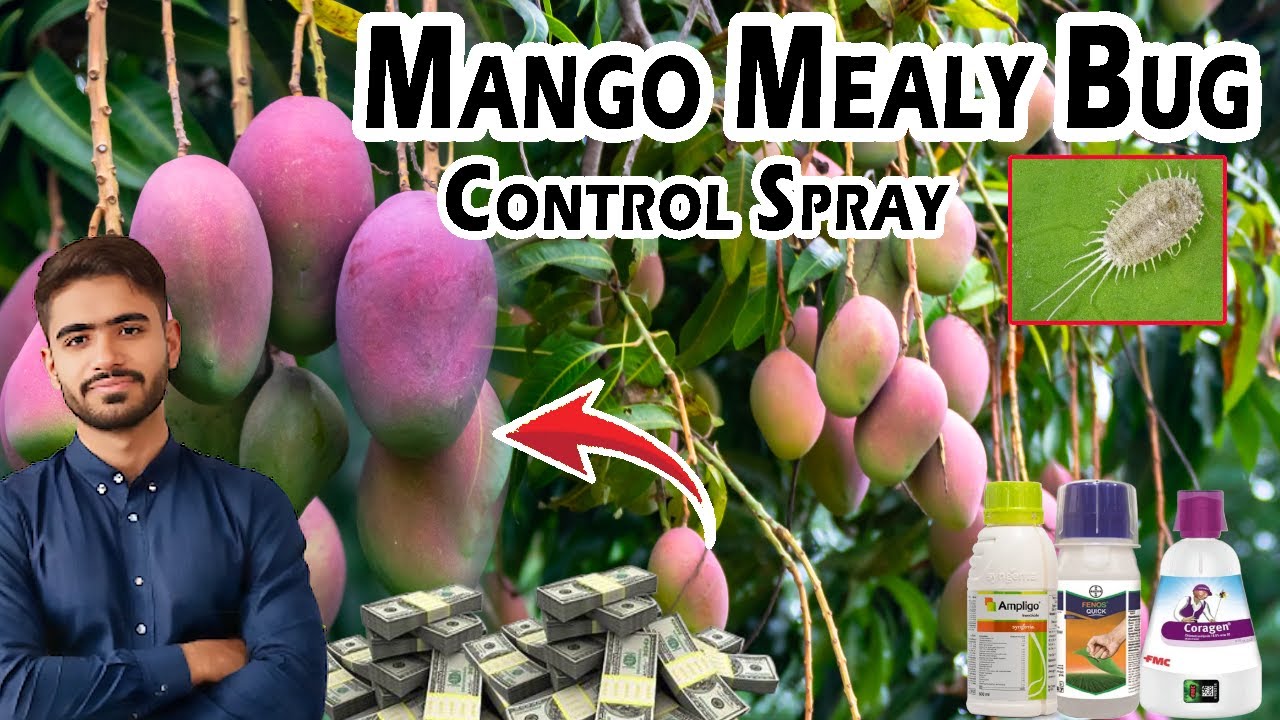 Control Mango Mealy Bug in 30 Seconds | Quick Mango Farming Tip - YouTube