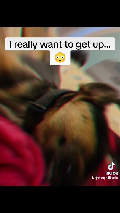 #fyp #fypage #fypシ゚viral #pets #dog #doopy #genx #stuck #dogsofyoutube - YouTube