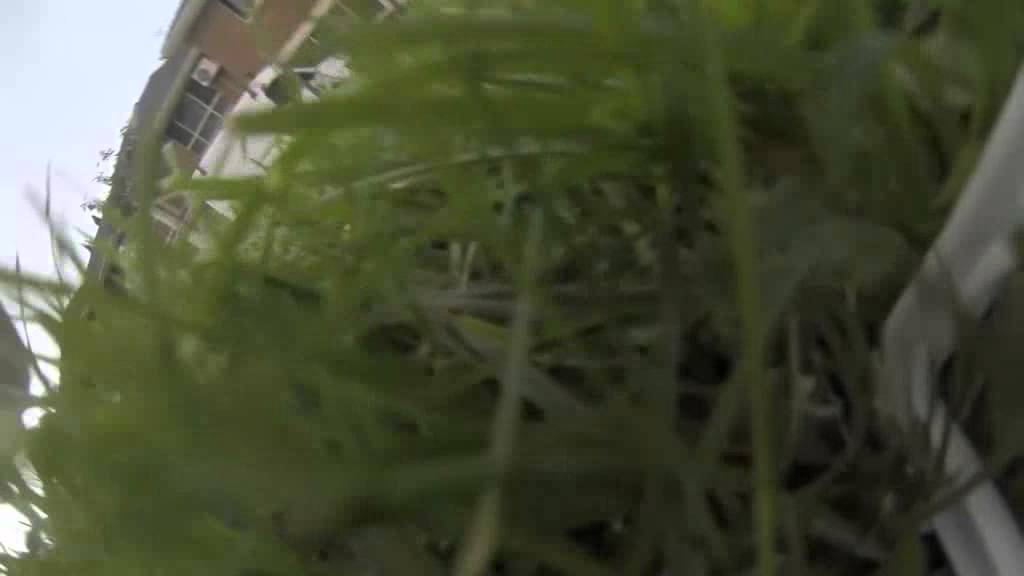 Quad4A - Triple somersault with a half pike and a double twist - YouTube