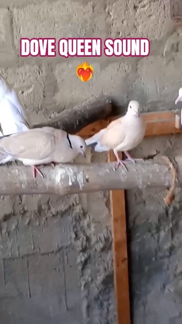 DOVE QUEEN RING SOUND #viral #trending #dove #birds #queen #love # ...
