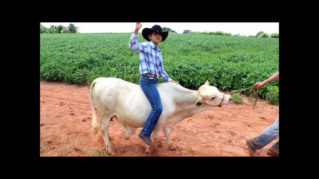 Casal mini boi e mini vaca - Astorga - YouTube