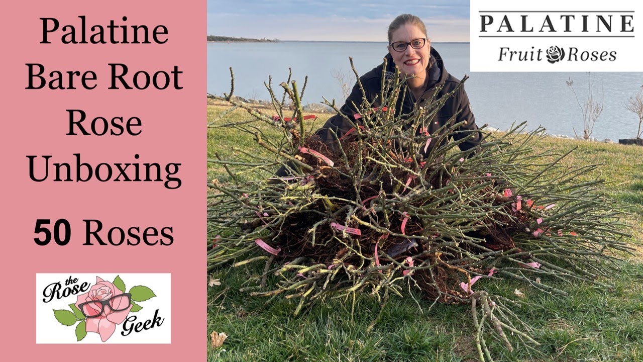 🌹 Palatine Bare Root Rose Unboxing / Over 50 Roses - YouTube