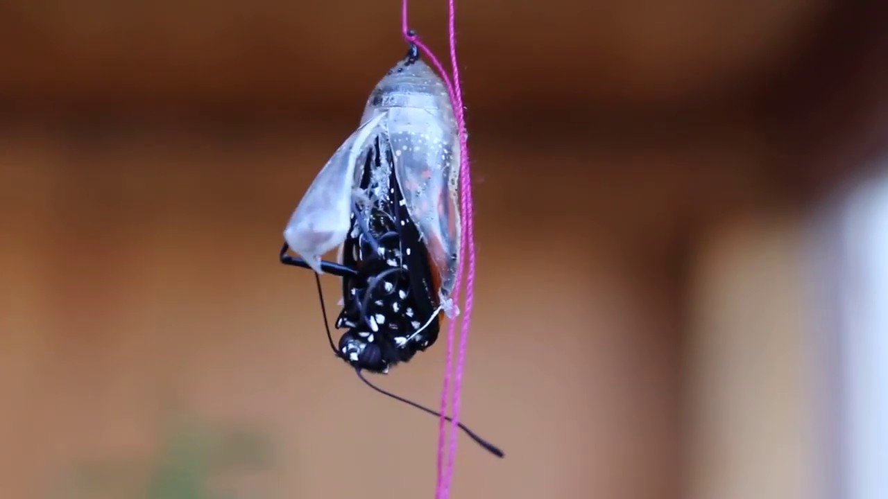 Butterfly and Moth transformation Metamorphosis - YouTube
