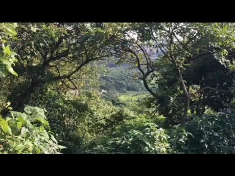 Arya colony होरर प्लेसेज लाइन प्लेसेज 🐅🤯 horror place ra colony - YouTube