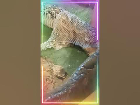 Burmese Python Skin Shedding #manilazoo #python #burmesepython # ...
