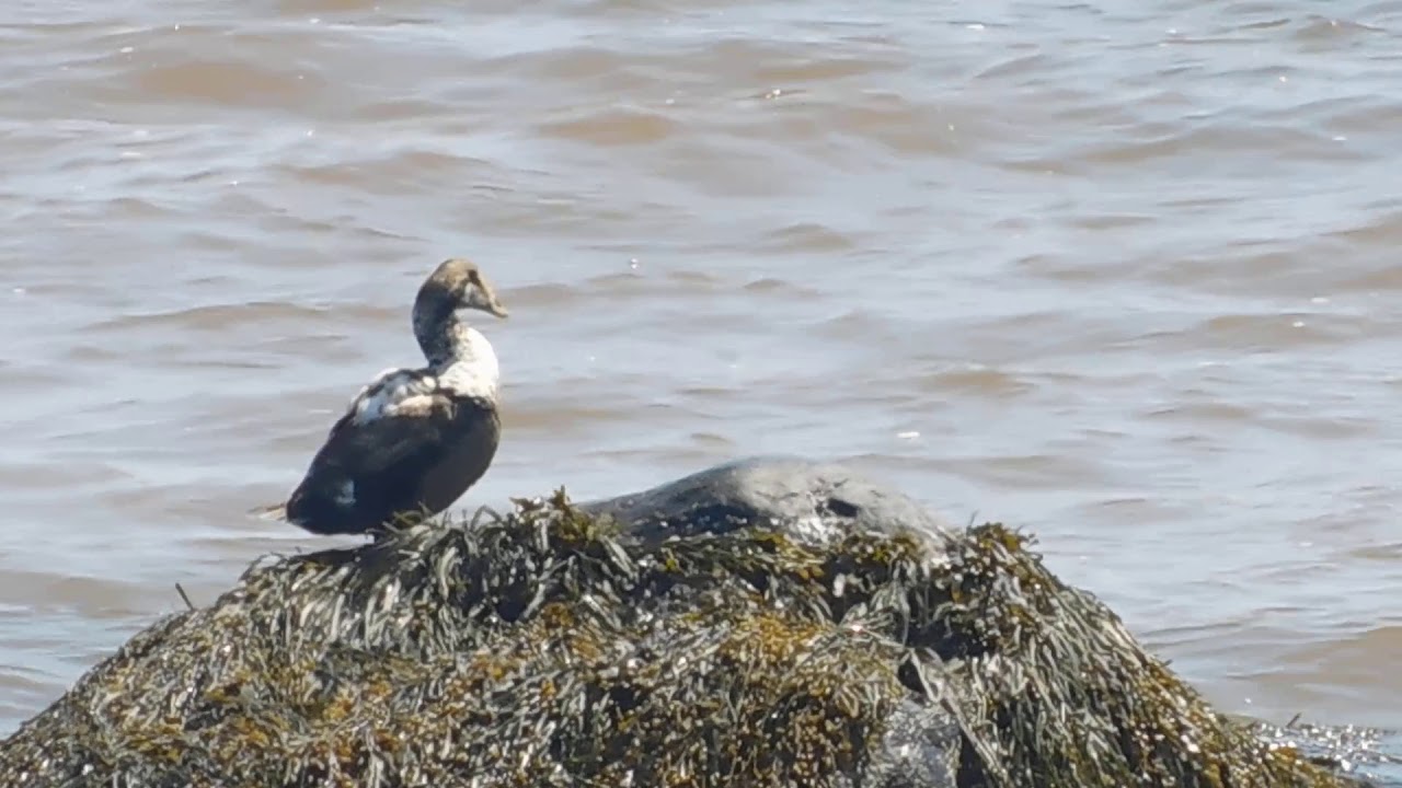 Birds/Shout out for channel: JAMEELAH ELARDE - YouTube