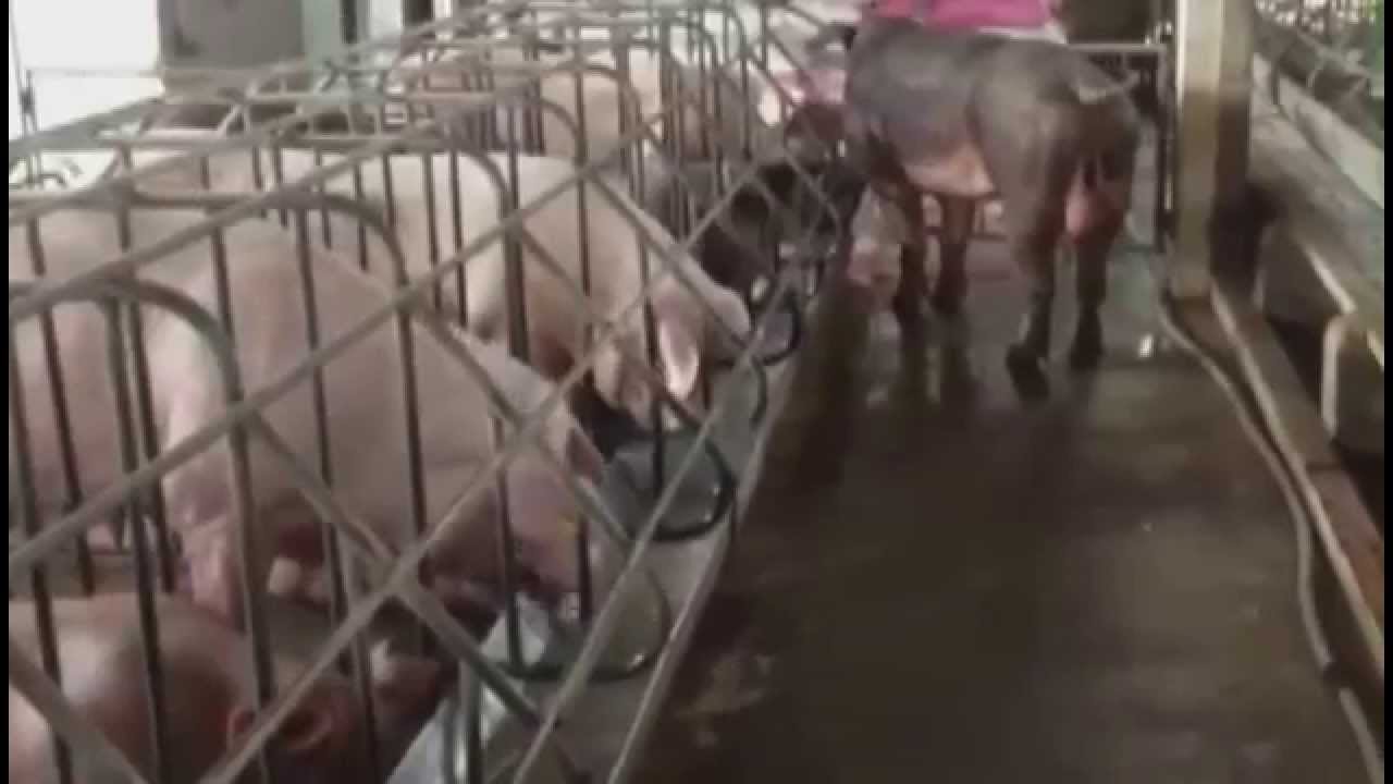 kiểm tra nái lên giống-trại heo giong Duroc - YouTube