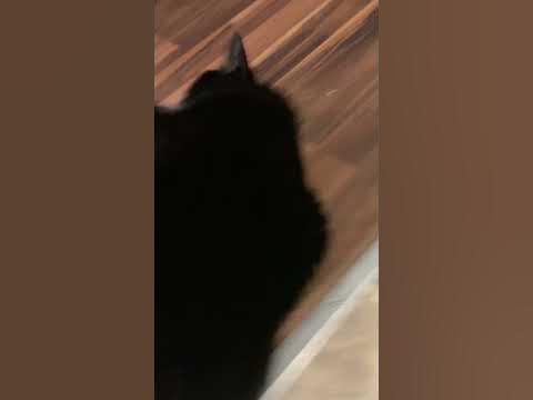 Cat chomps and rolls on catnip - YouTube