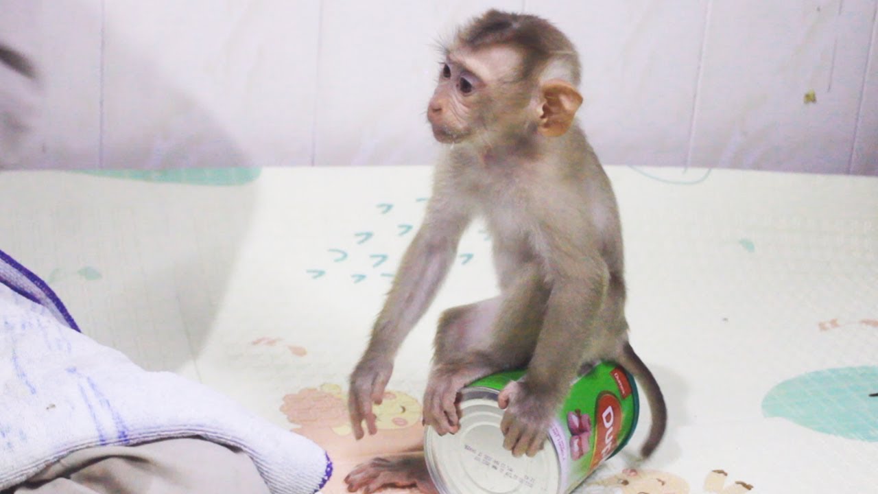 So Pitiful Boy! Unhappy Monkey Abbey Forced To Eat Banana Or He'll Get ...