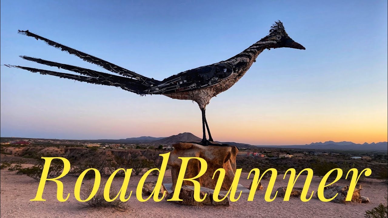 Roadrunner at Las Cruces, New Mexico - YouTube