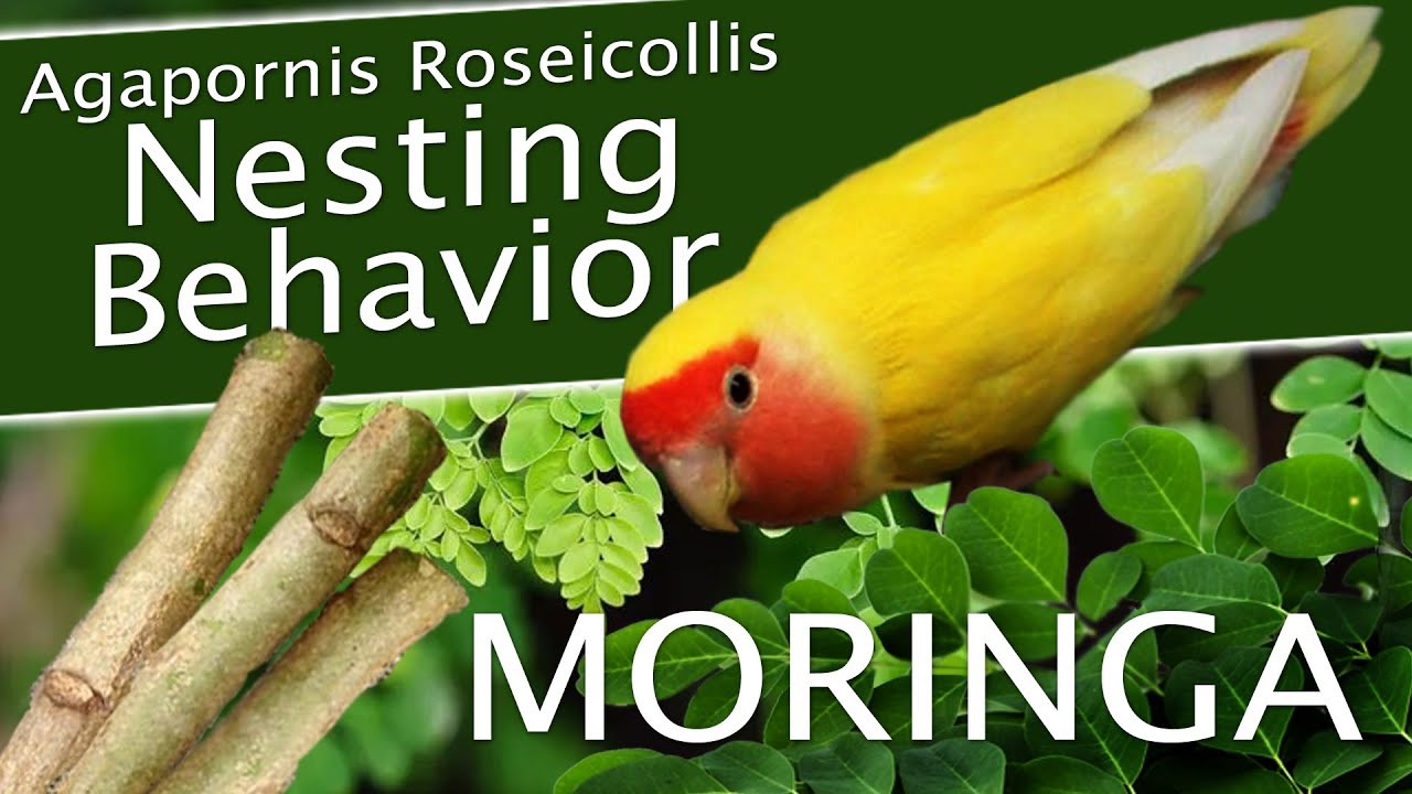 Lovebirds Nesting Behavior - YouTube
