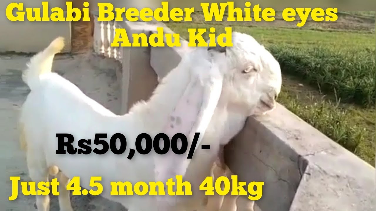 Gulabi White eyes breeder andu bakra for sale || Gulabi goat 4.5 month ...