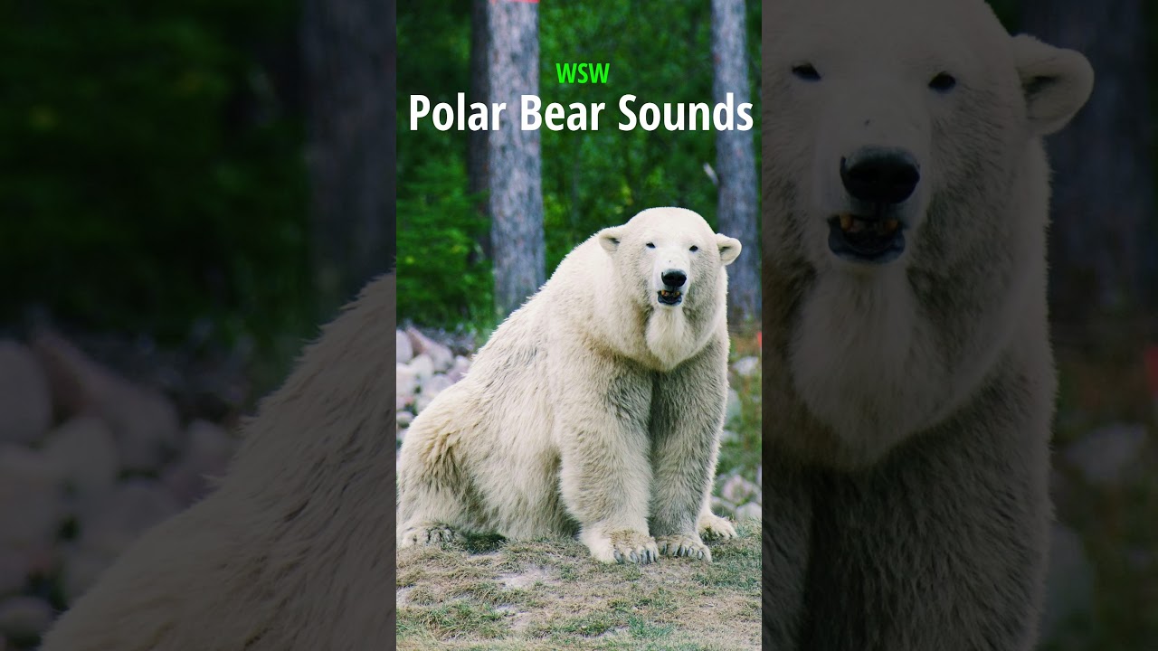 What Does A Polar Bear Sound Like