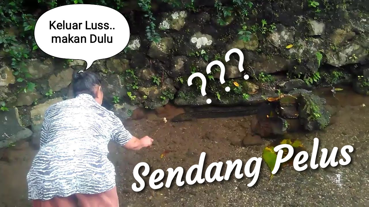 Sendang Pelus || Hewan Langka ini masih ada - YouTube