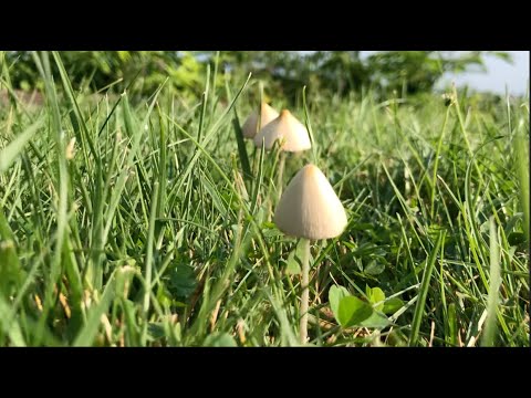 "A Smurfy Morning in New England" - YouTube