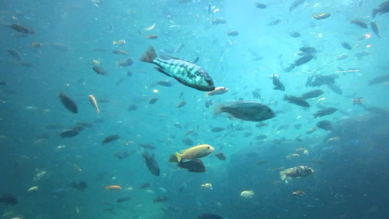 Fish aquarium at Disney's Animal Kingdom - YouTube
