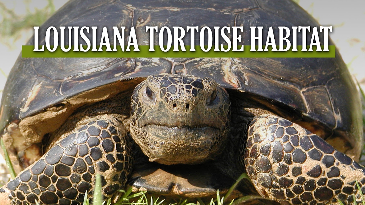 Louisiana Tortoise Habitat - YouTube