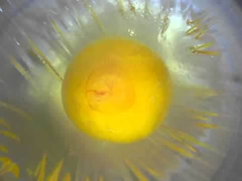 3 day old chicken embryo heart beating - YouTube