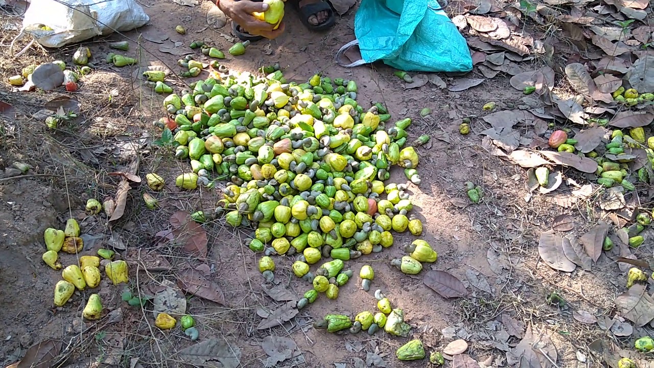 Cashewnut Tree Garden Kaju - YouTube