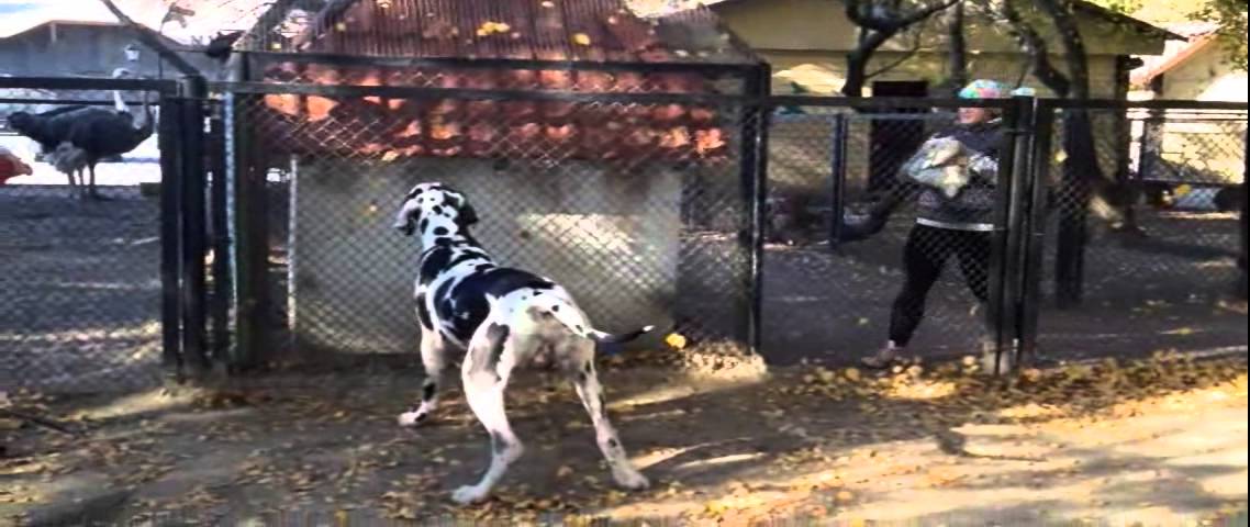 GREAT DANE : In zoo - YouTube