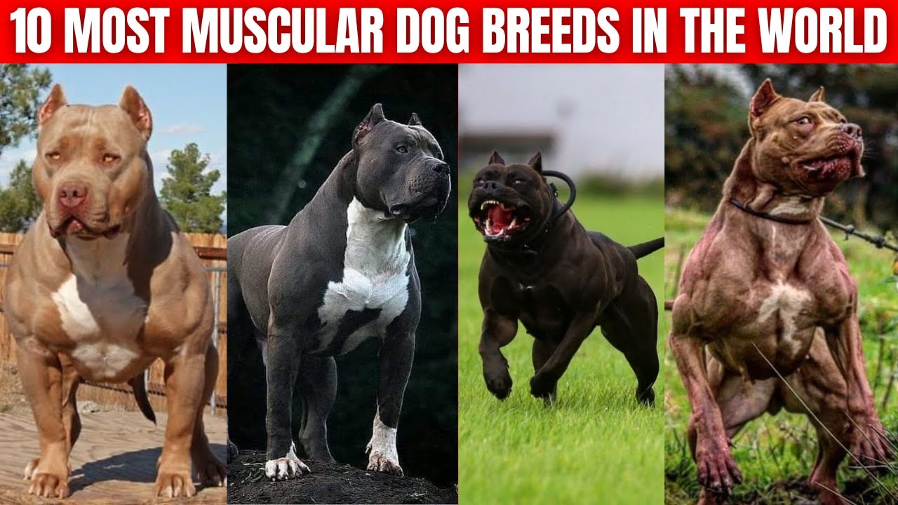 10 Most Muscular Dog Breeds in the World. - YouTube