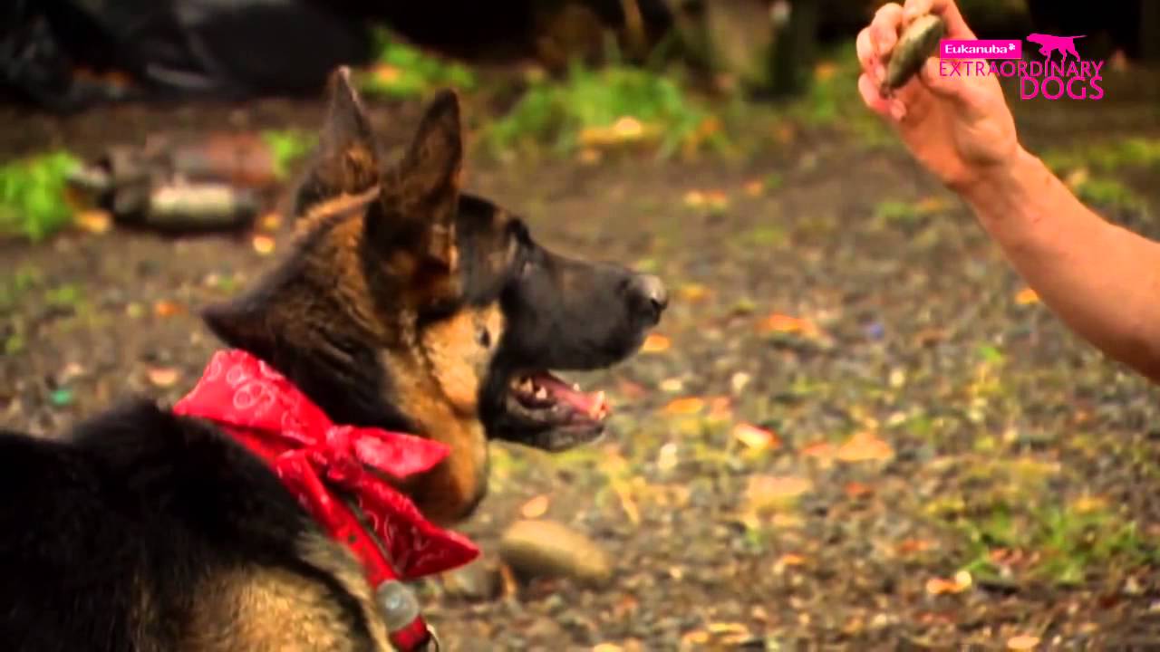 Dog rescue videos Buddy the Hero Dog saves his Family Part 2 ...