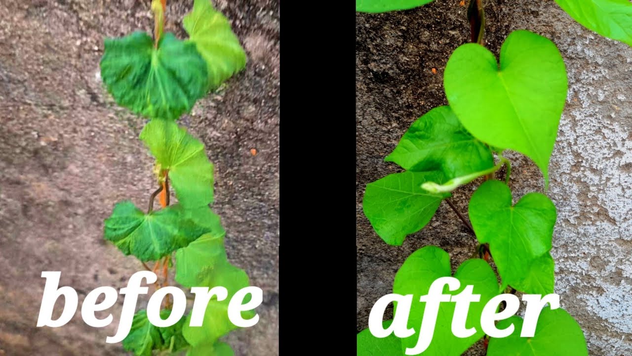 how to control leaf curl disease in flowering plants - YouTube