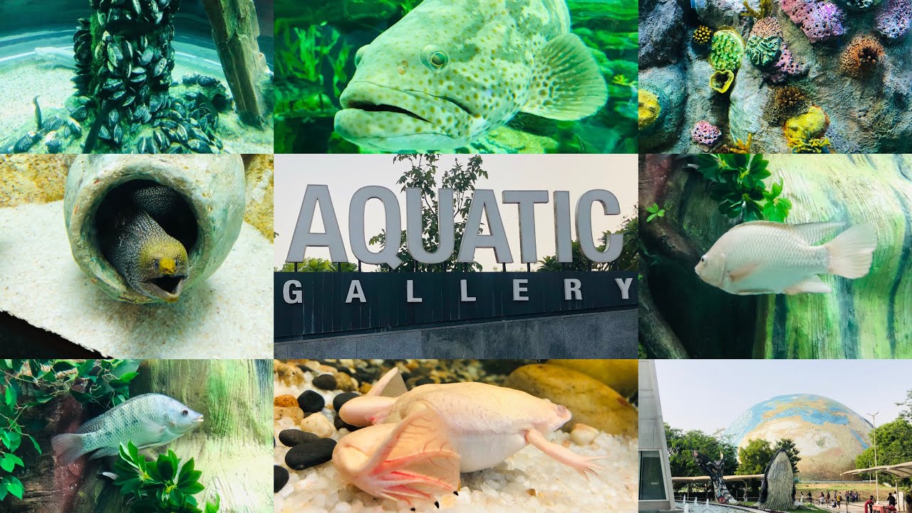 AQUATIC GALLERY in Ahmedabad/Amazing Fish AQUARIUM in Ahmedabad ...