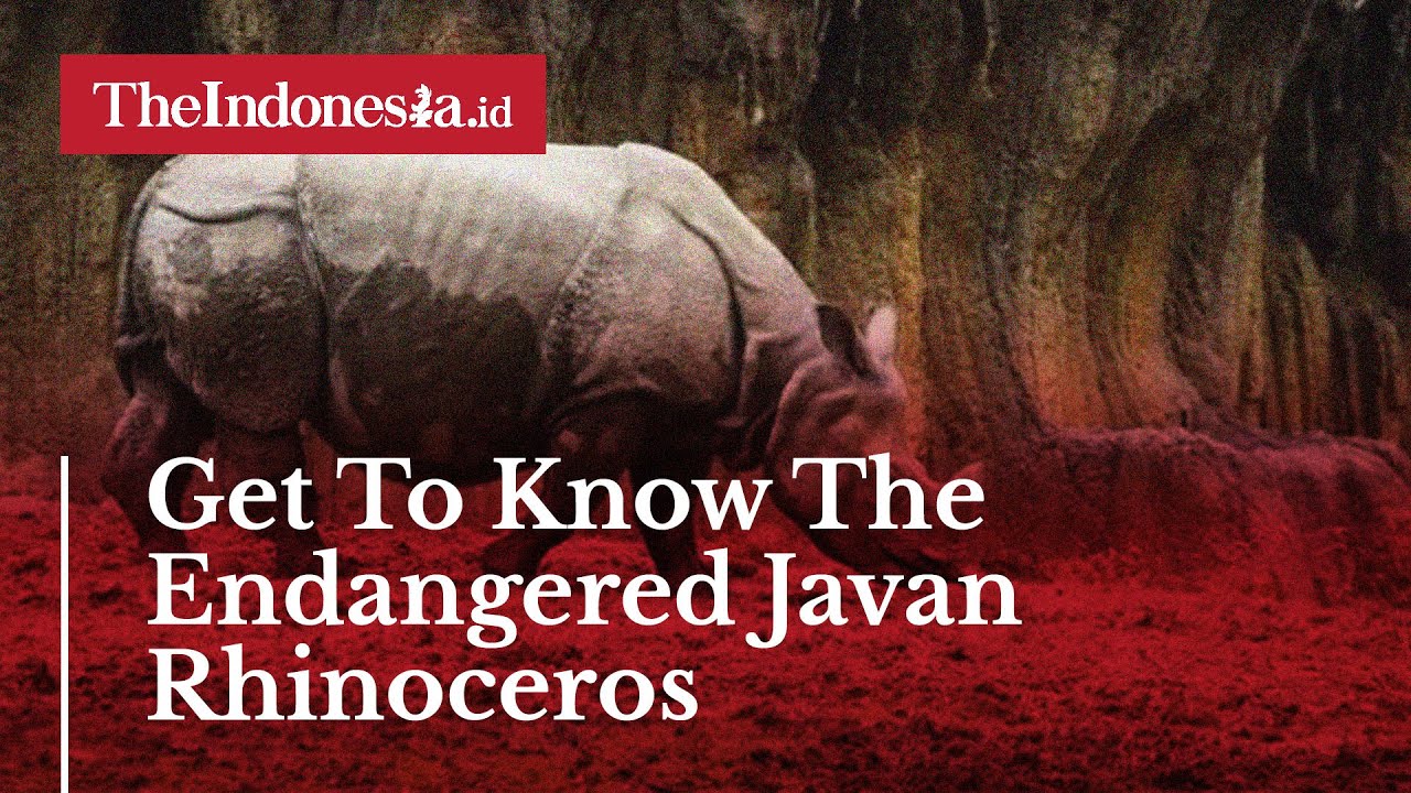 Javan Rhinoceros Endangered
