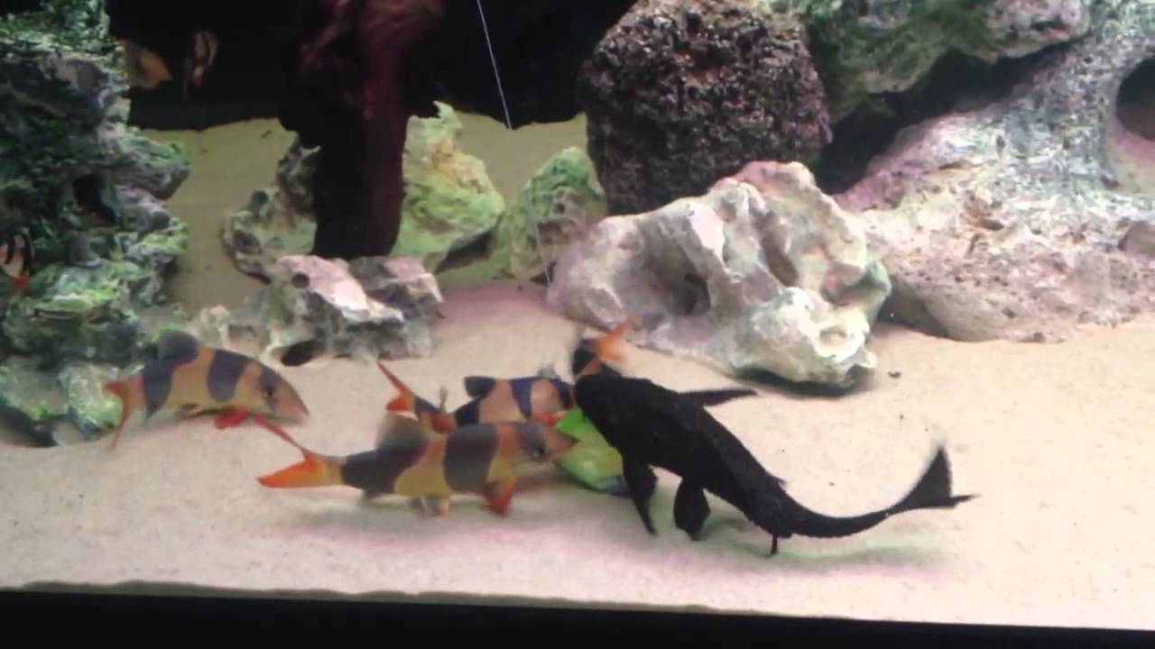 School Of Clown Loach Feeding Frenzy - YouTube