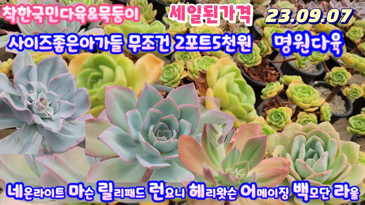 명원다육2착한국민다육세일된가격으로착하게 오팔리나백모단더스티로즈라울라일락온슬로우런요니헤리왓슨바위솔어메징